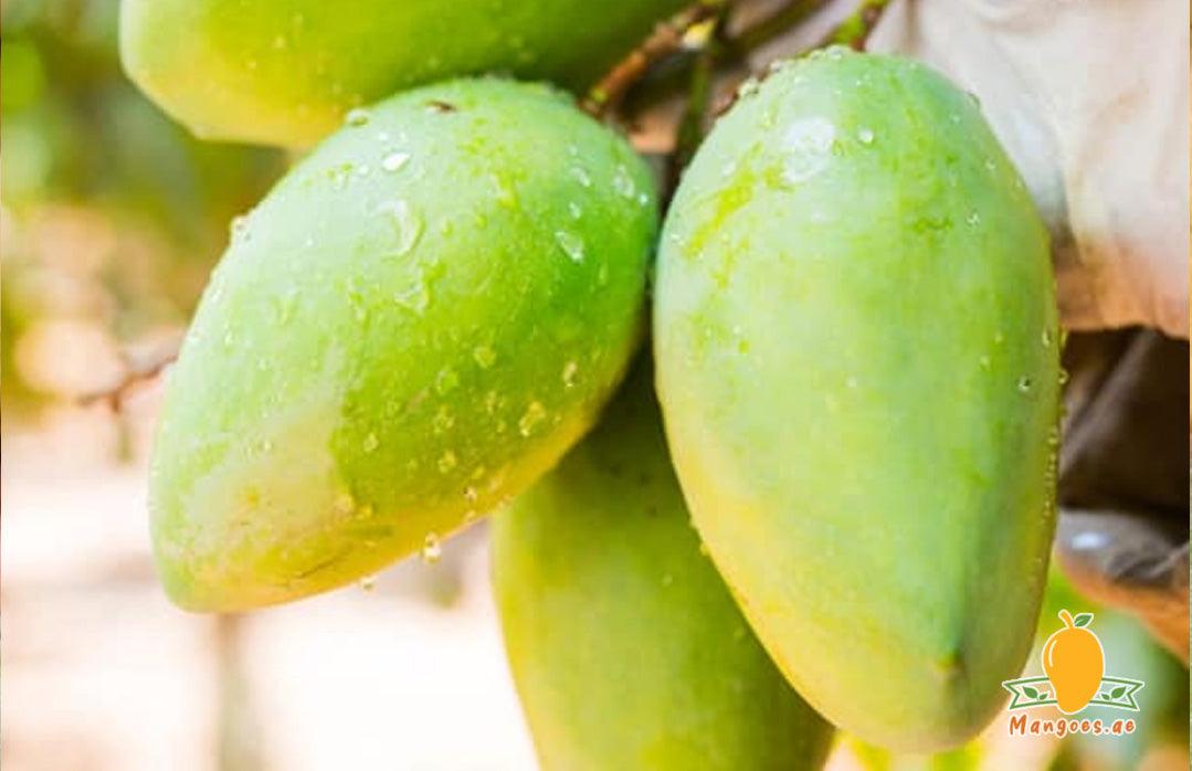 Shop Egyptian Awais Mangoes in UAE, Dubai, Sharjah, Ajman & Abu Dhabi
