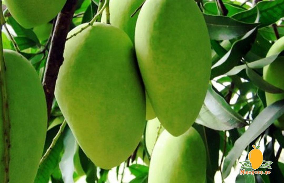 Shop Pakistani Langara Mangoes in UAE, Dubai, Sharjah, Ajman & Abu Dhabi