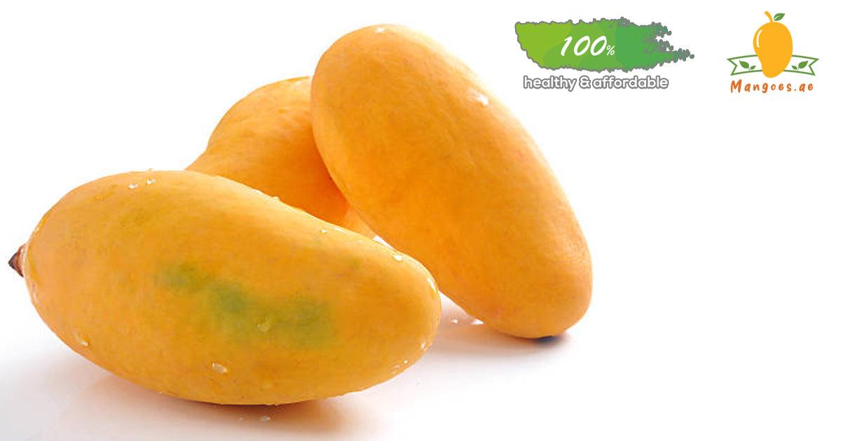 Shop Pakistani Sindhri Mangoes in UAE, Dubai, Sharjah, Ajman & Abu Dhabi