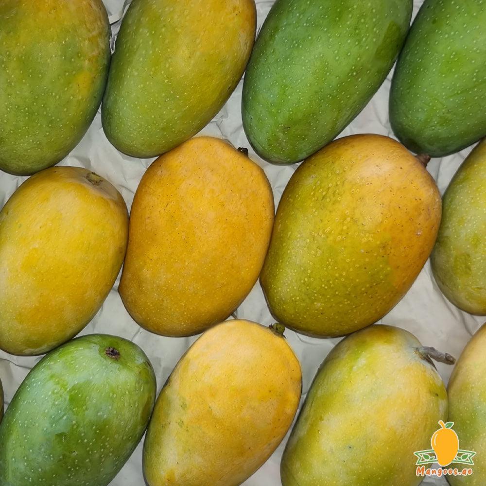 Shop Kesar Mangoes (India) in UAE, Dubai, Sharjah, Ajman, Abu Dhabi